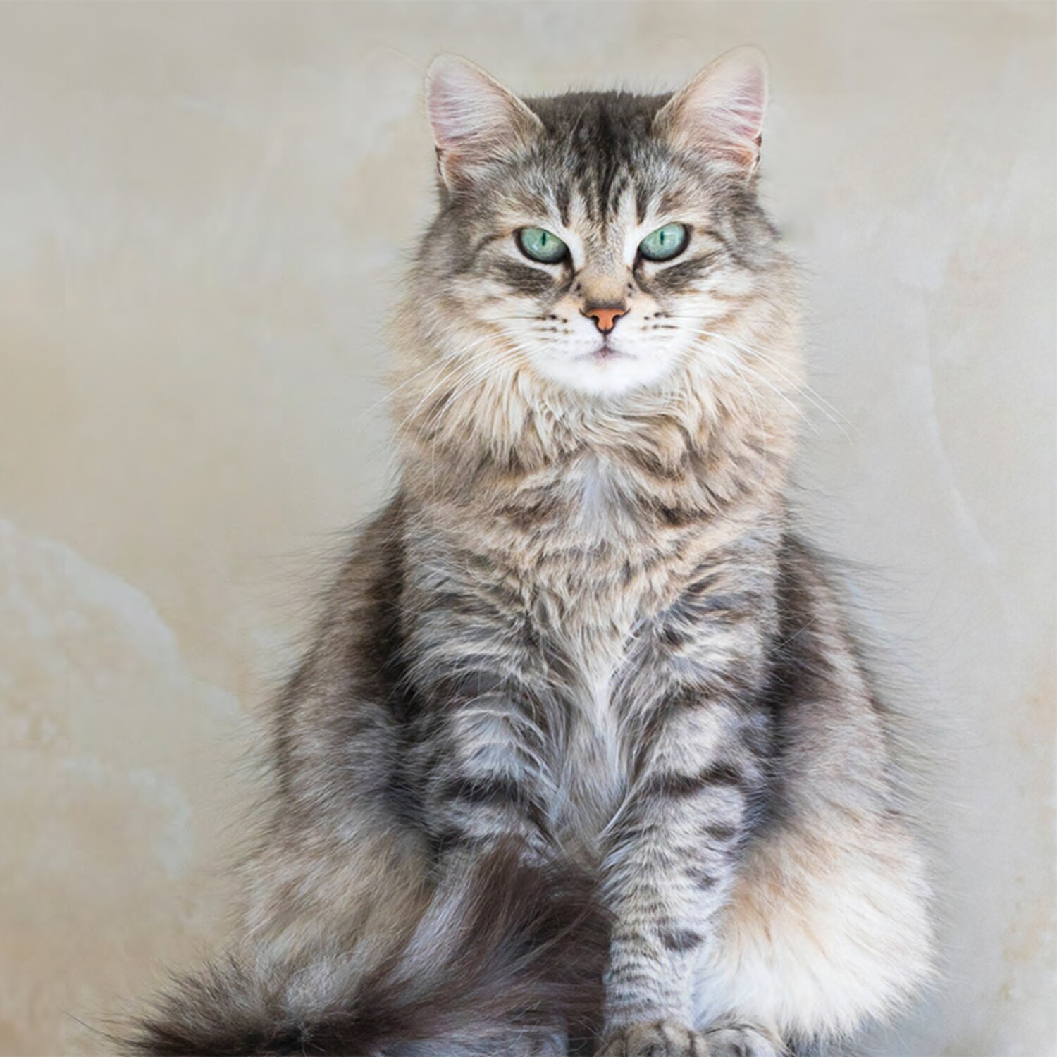 7 races de chats hypoallergéniques | Coup de Pouce