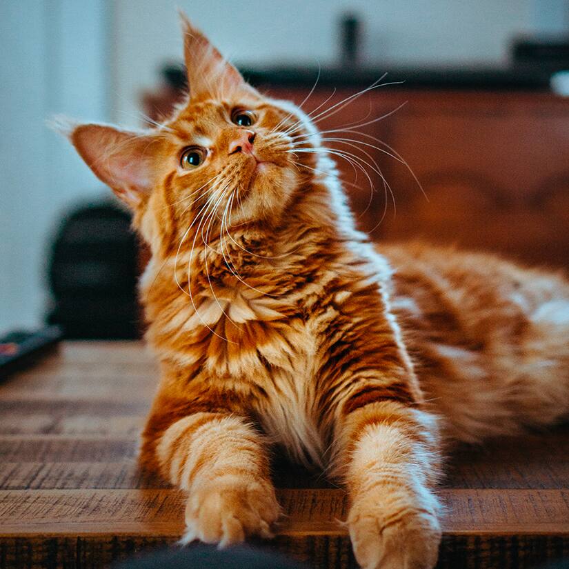 Comment comprendre le langage corporel de votre chat | Coup de Pouce