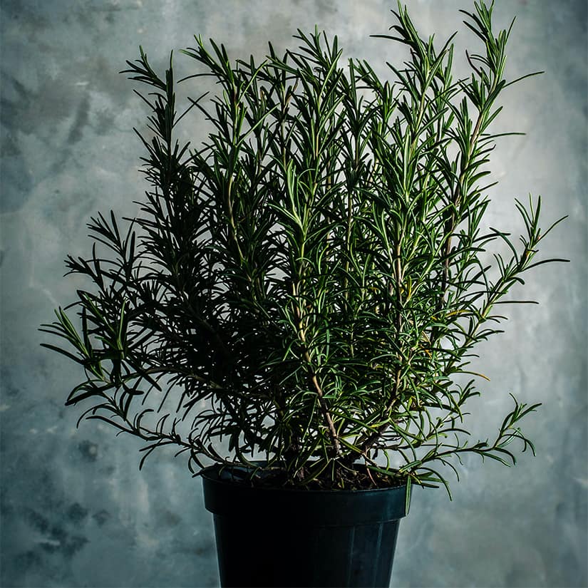 4 choses à savoir sur le romarin | Coup de Pouce