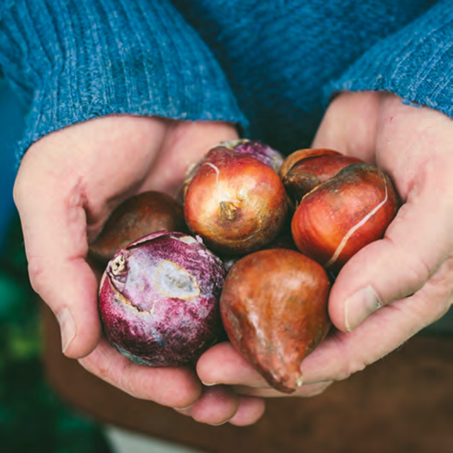 3 choses à savoir pour planter des bulbes | Coup de Pouce