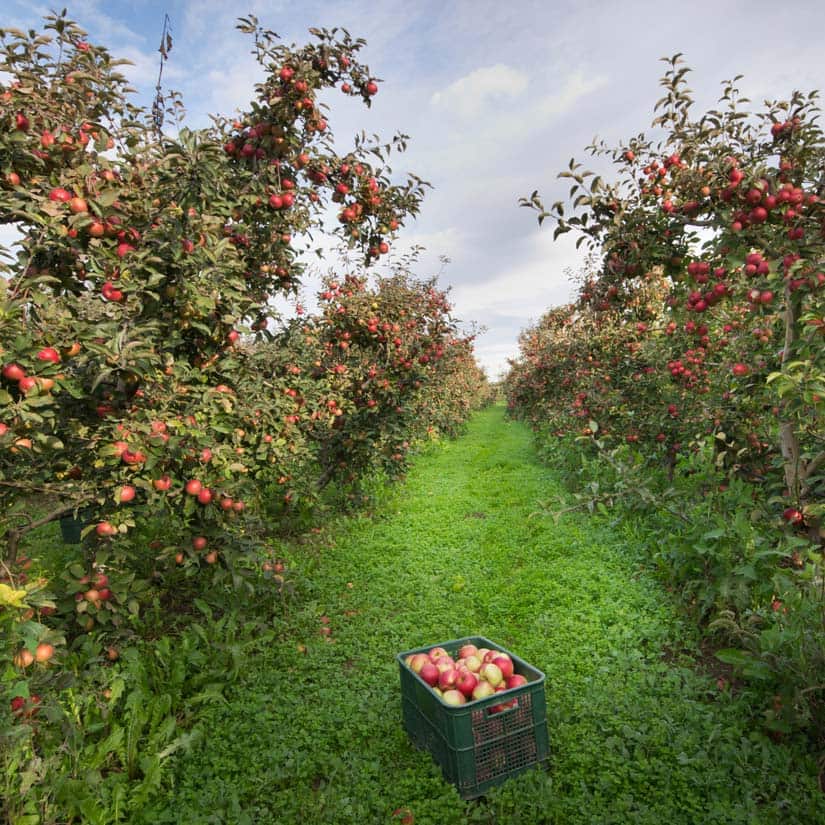 10 vergers à visiter en famille | Coup de Pouce