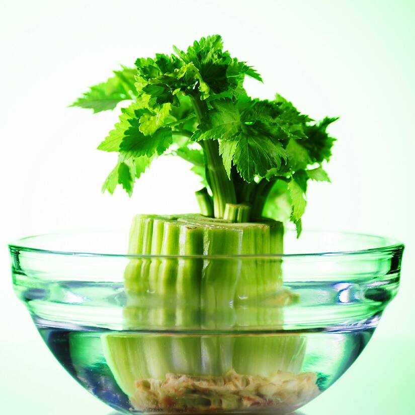 8 aliments que l’on peut faire repousser facilement | Coup de Pouce