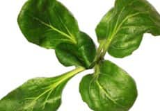 Mâche | Coup de Pouce