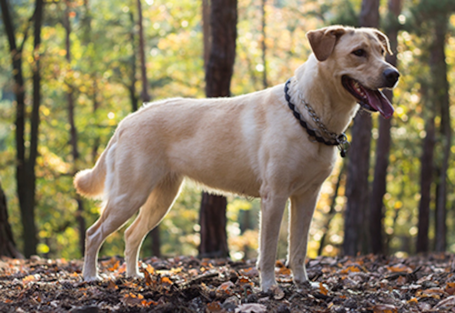 Les chiens croisés jouissent-ils d'une meilleure santé que les chiens ...