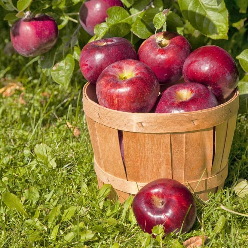 Le temps des pommes | Coup de pouce