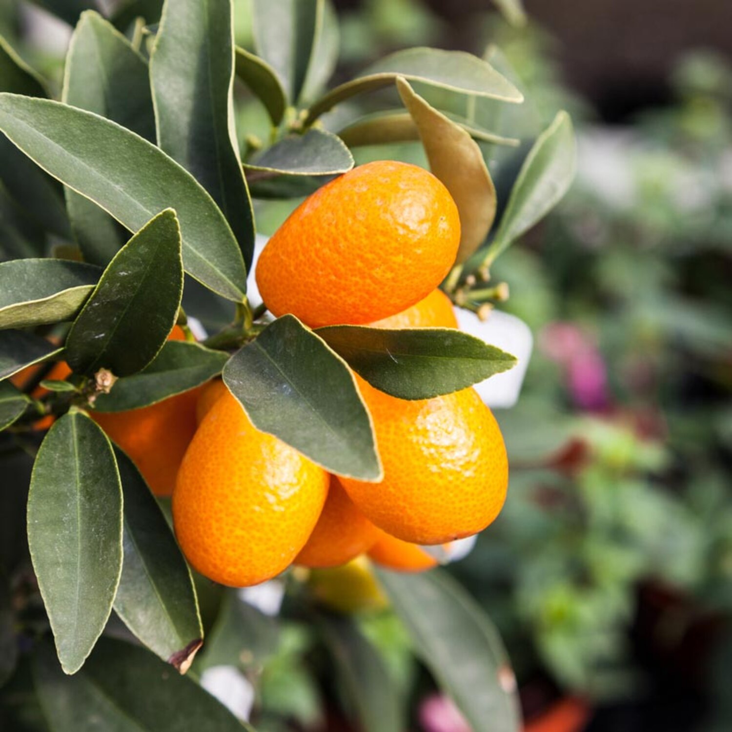 7 agrumes insolites à découvrir | Coup de Pouce