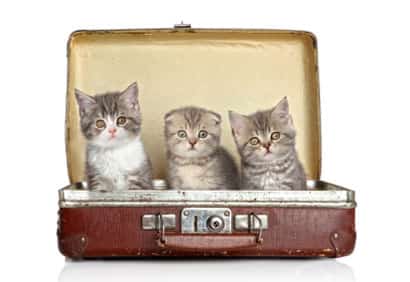 Partir en vacances avec son chat | Coup de Pouce