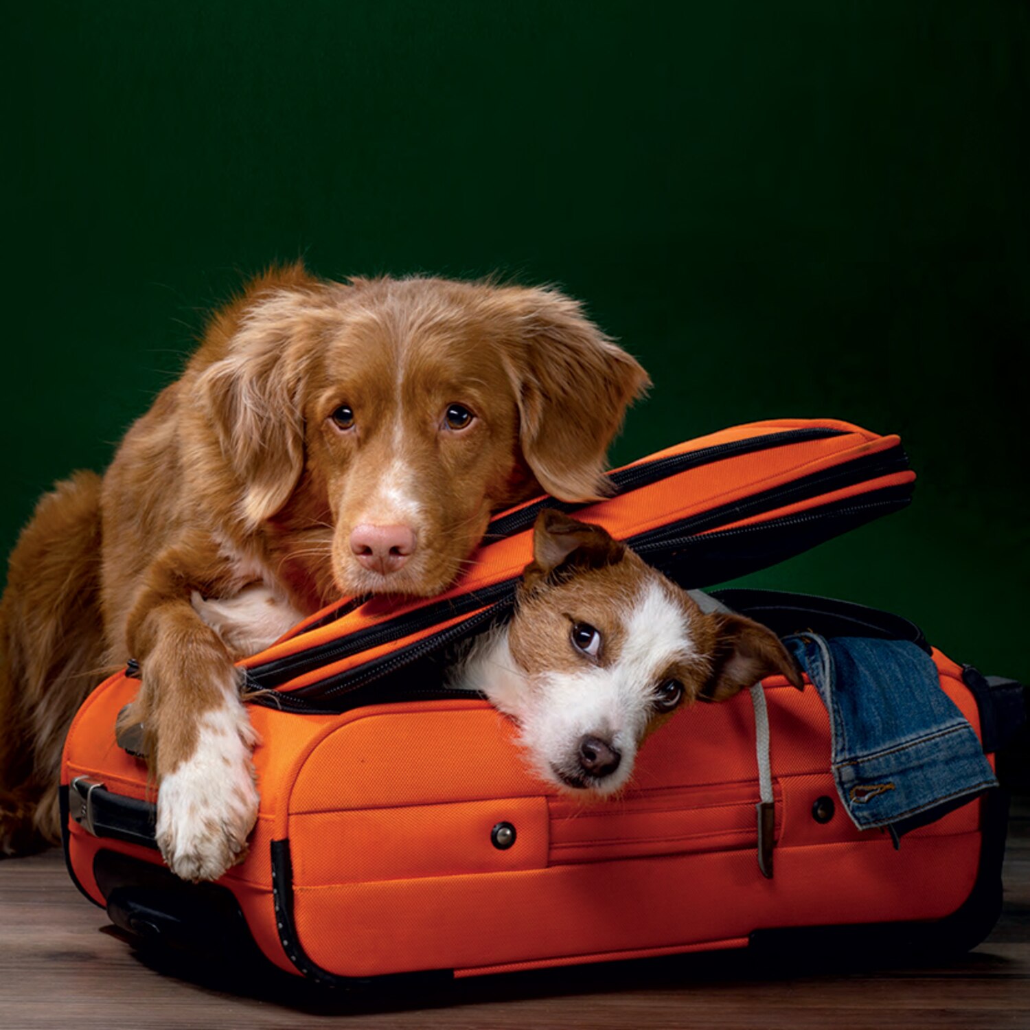 4 conseils d'experts pour laisser son animal pendant les vacances ...