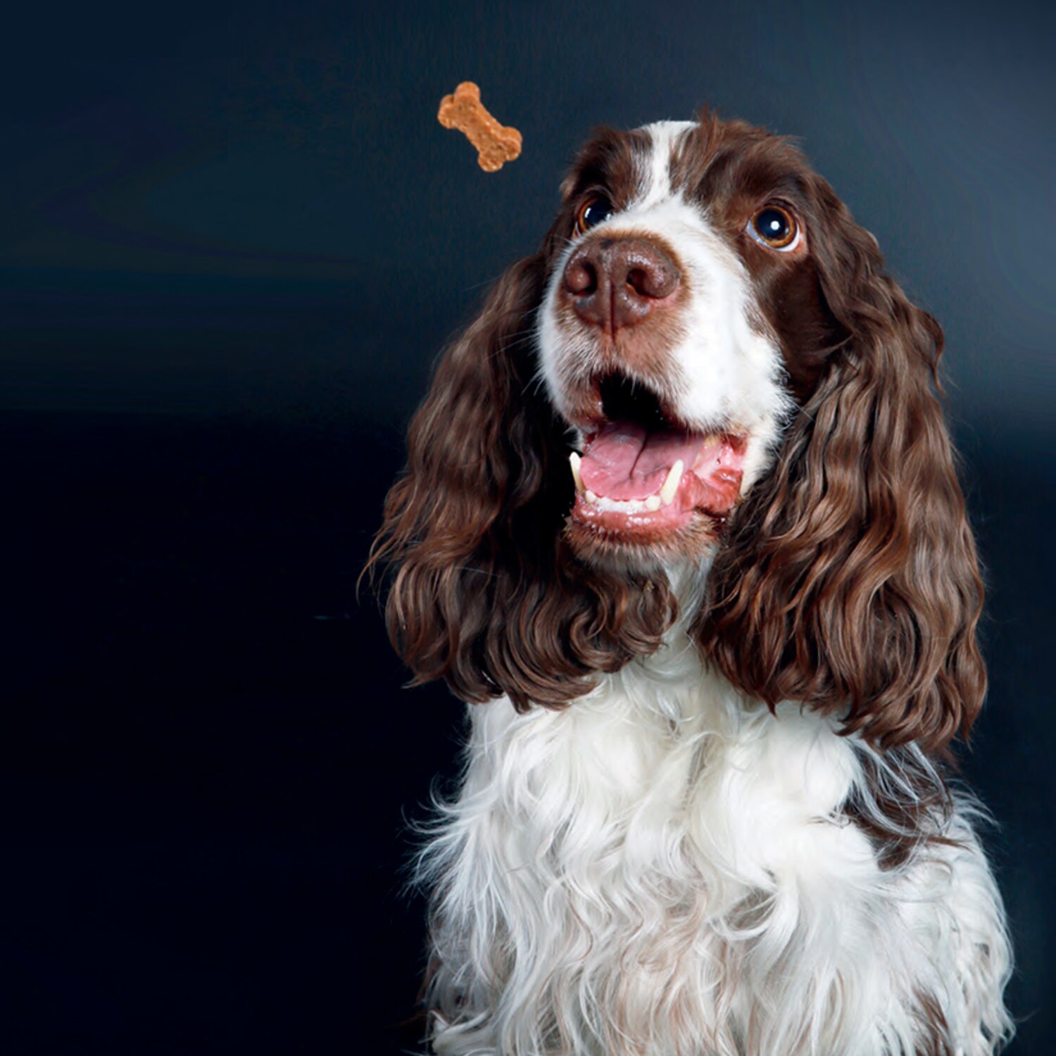 Des bonnes stratégies pour bien gâter son animal | Coup de Pouce