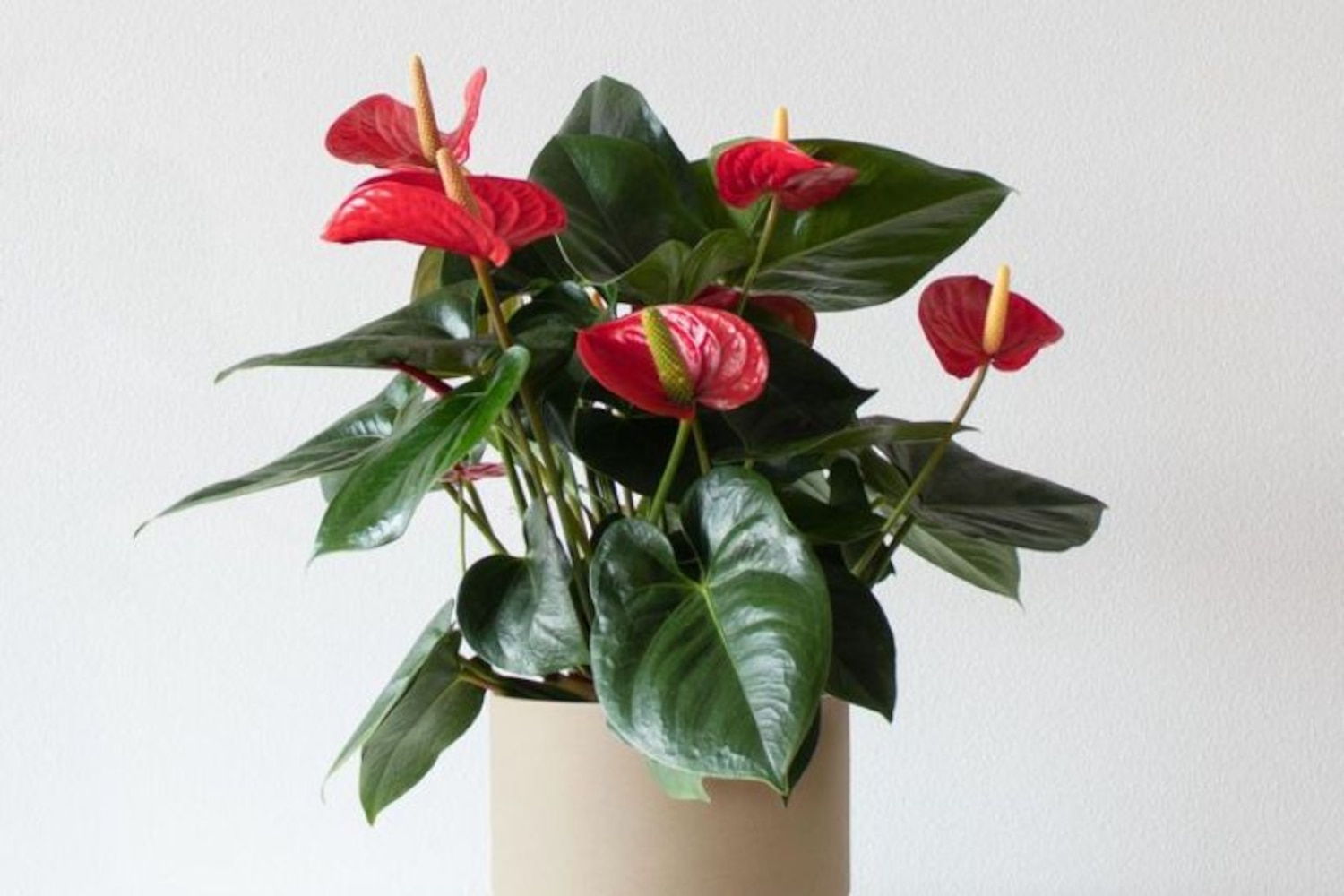 10 Beautiful Flowering Houseplants To Liven Up Your Home | Canadian Living