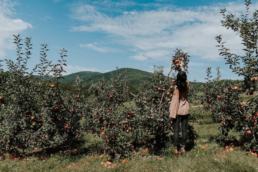 The essential guide of where to go apple picking | Canadian Living