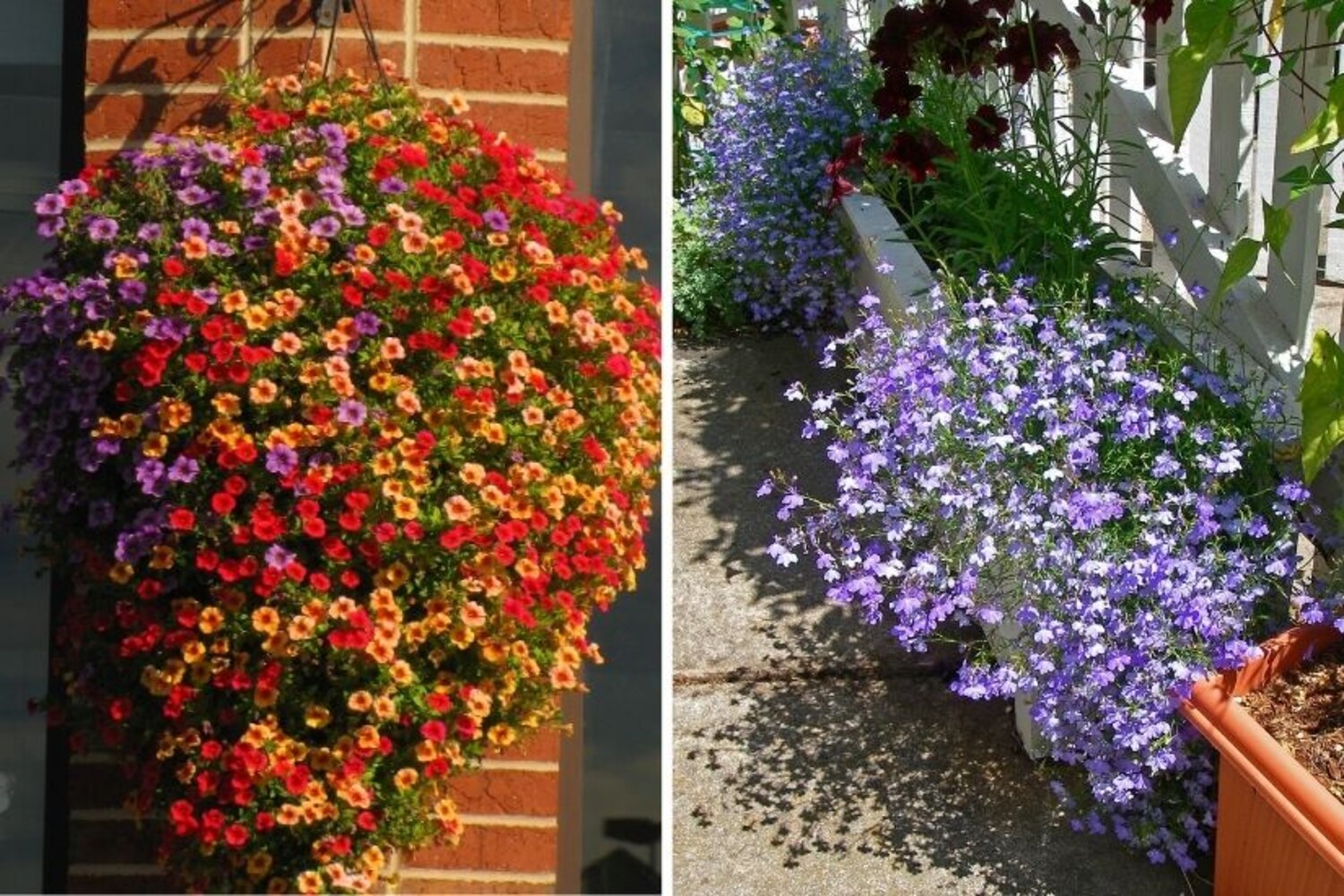 7 Cascading Flowers For Window Boxes and Hanging Baskets | Canadian Living