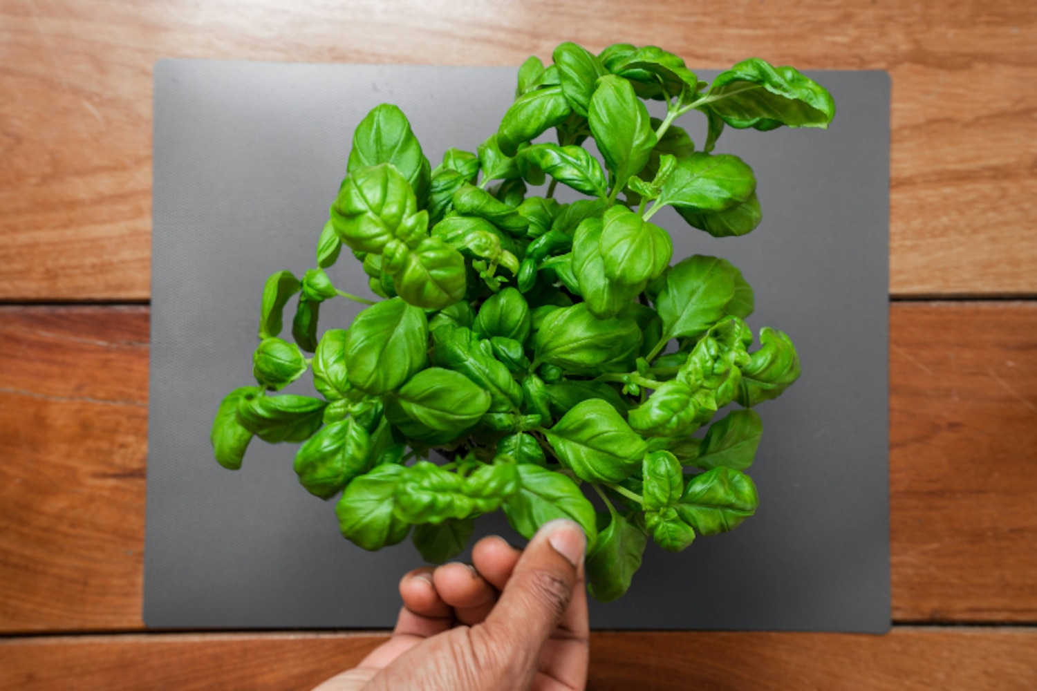 What To Do With Leftover Fresh Basil (And How To Harvest It Right ...