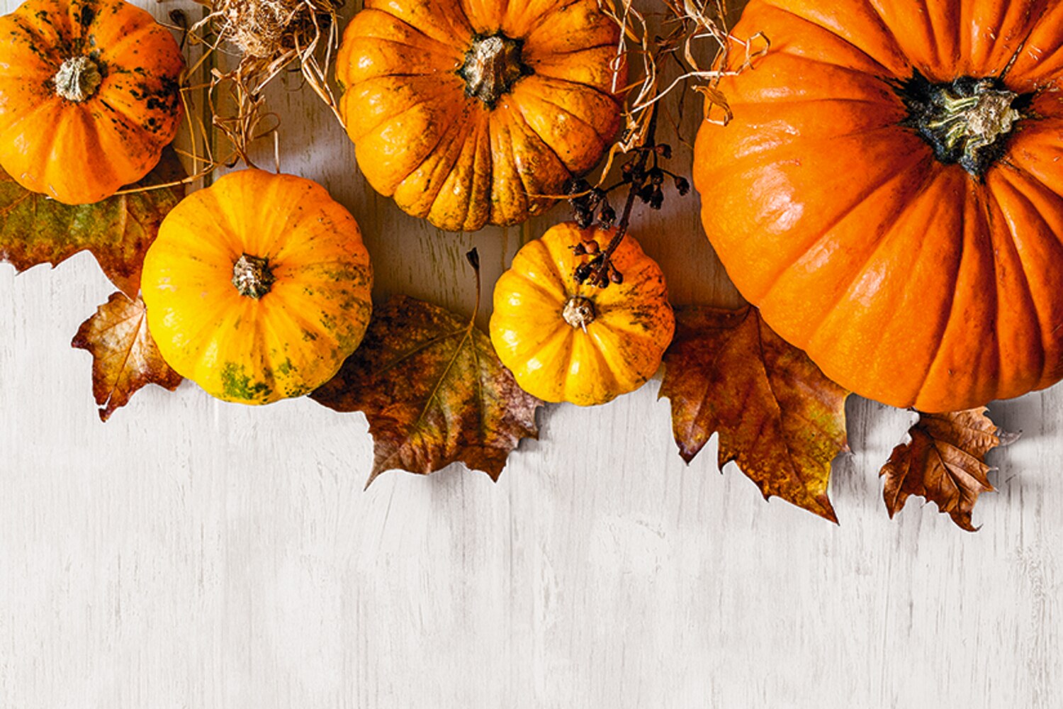 Pumpkin's Edible Fruit and Seeds: What are the Nutritious Benefits ...