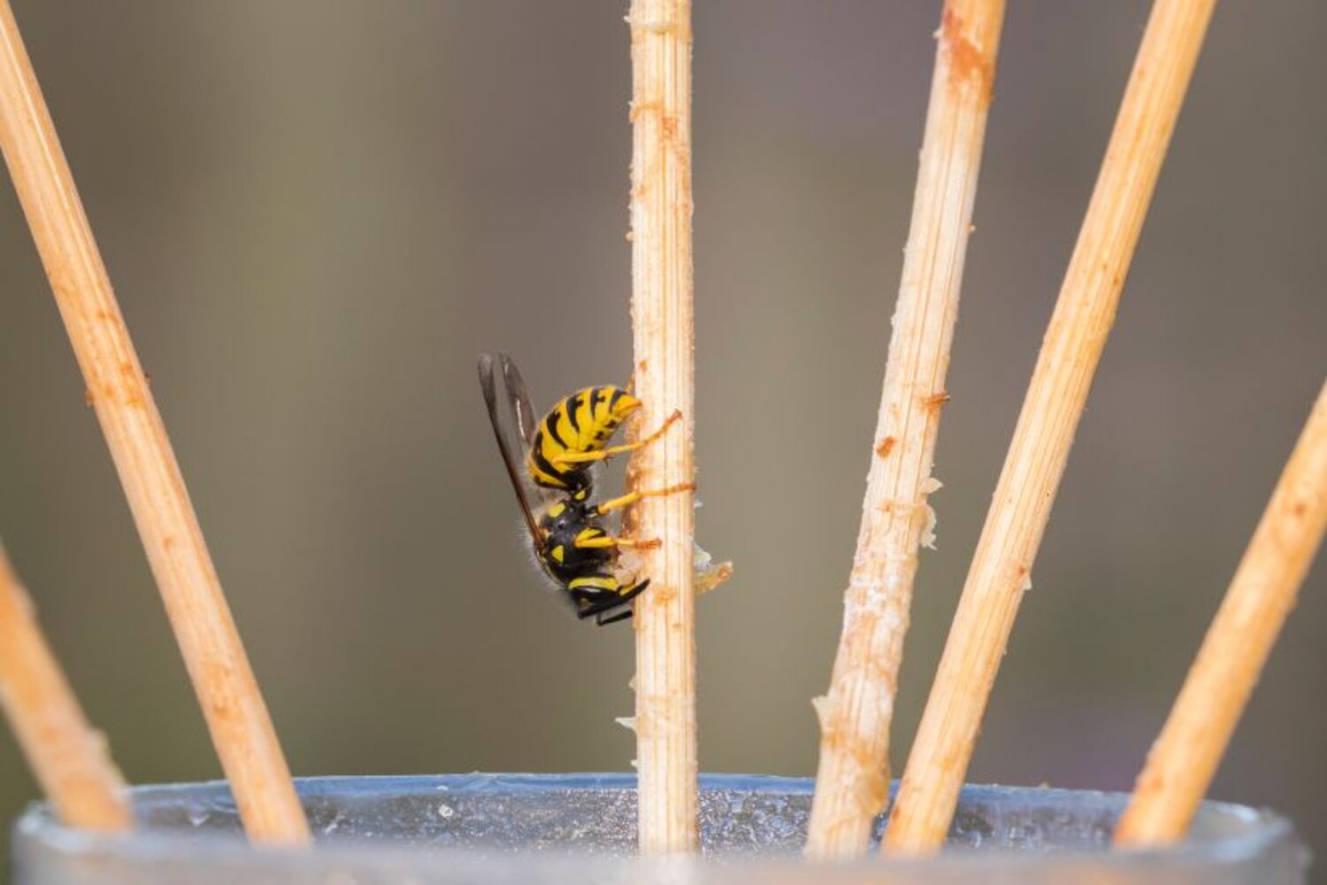 5 Natural Ways To Keep Wasps Away | Canadian Living