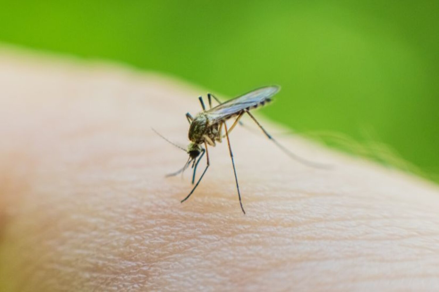 How To Keep Mosquitoes Away From Your Patio | Canadian Living