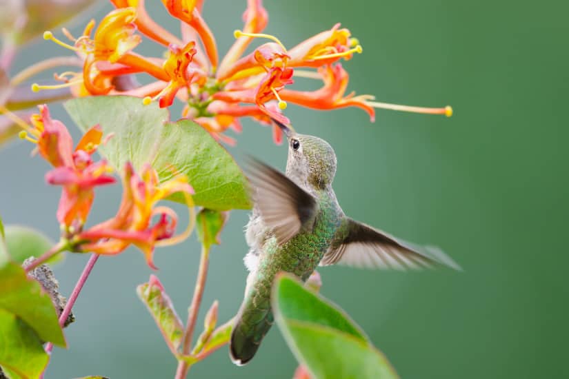 11 Flowering Plants That Attract Hummingbirds | Canadian Living
