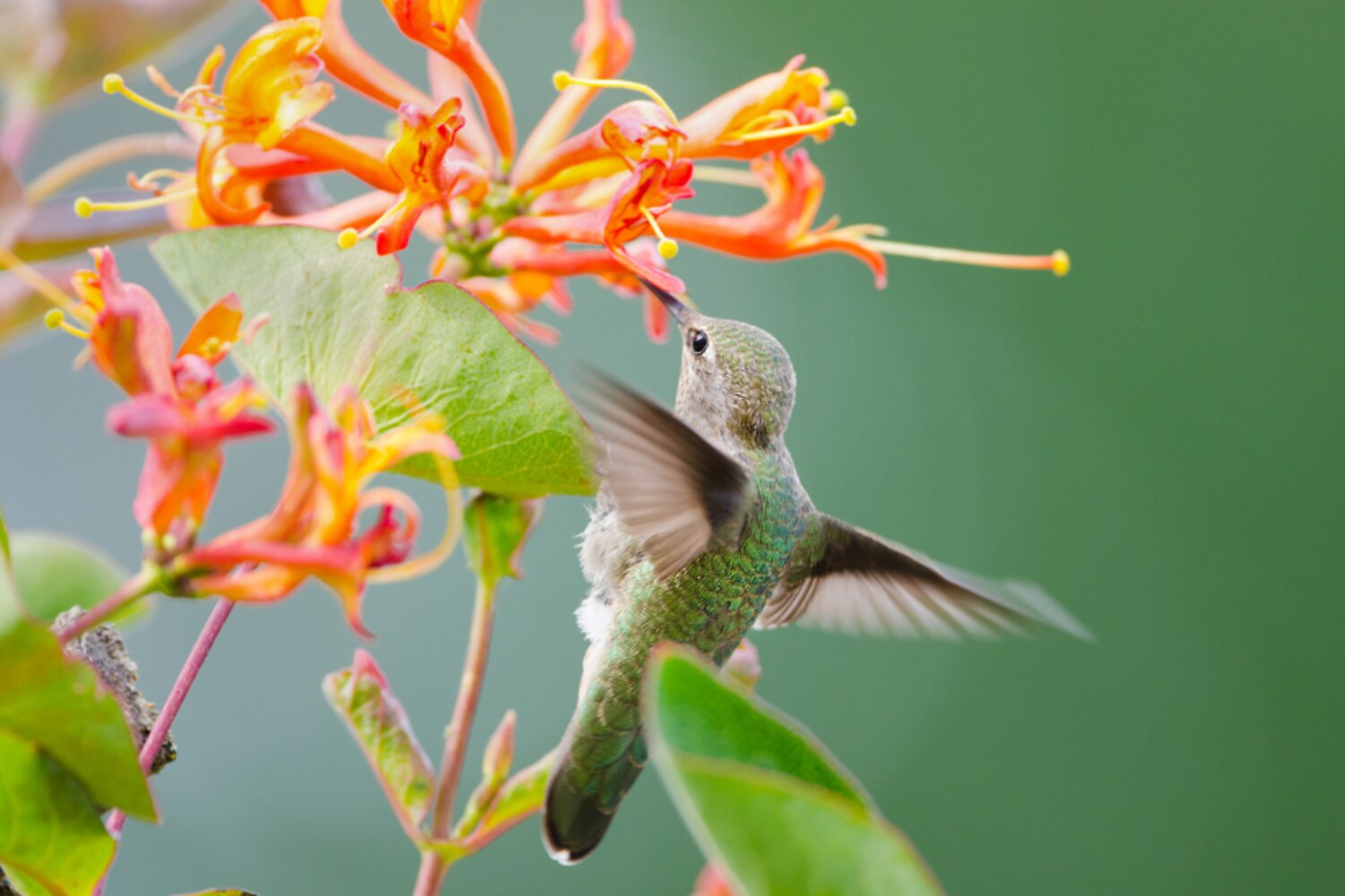 11 Flowering Plants That Attract Hummingbirds | Canadian Living