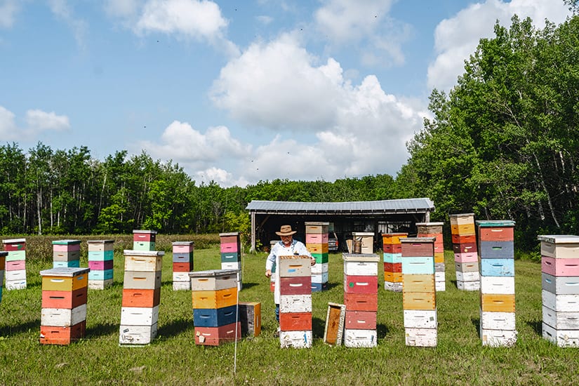 What do Bees Contribute to the World? | Canadian Living