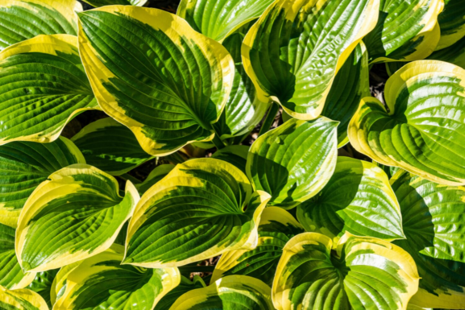 6 Common Garden Plants That Attract Mosquitoes | Canadian Living