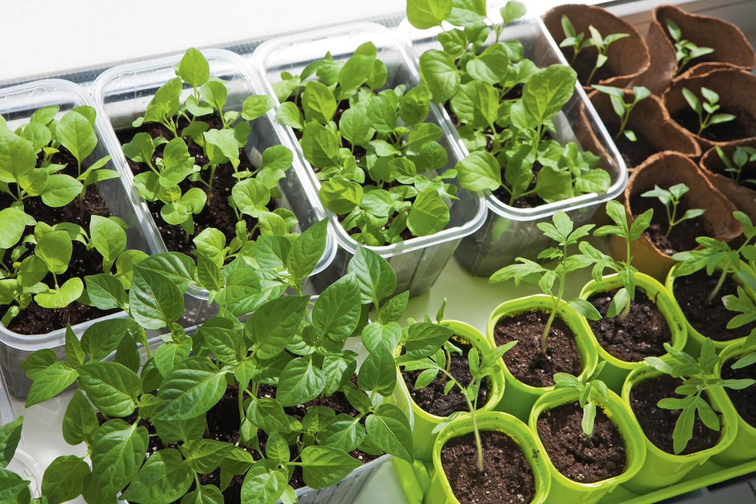 How to Grow Vegetables and Herbs Successfully? | Canadian Living