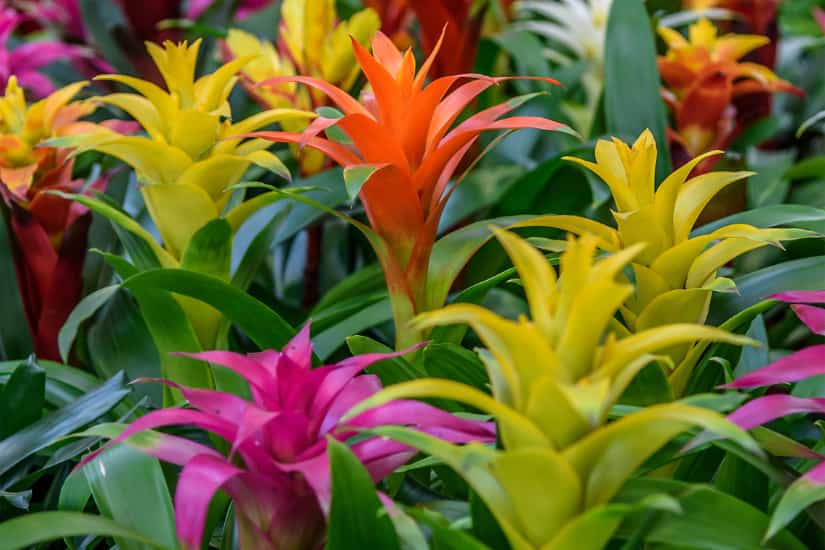 6 Common Garden Plants That Attract Mosquitoes | Style at Home