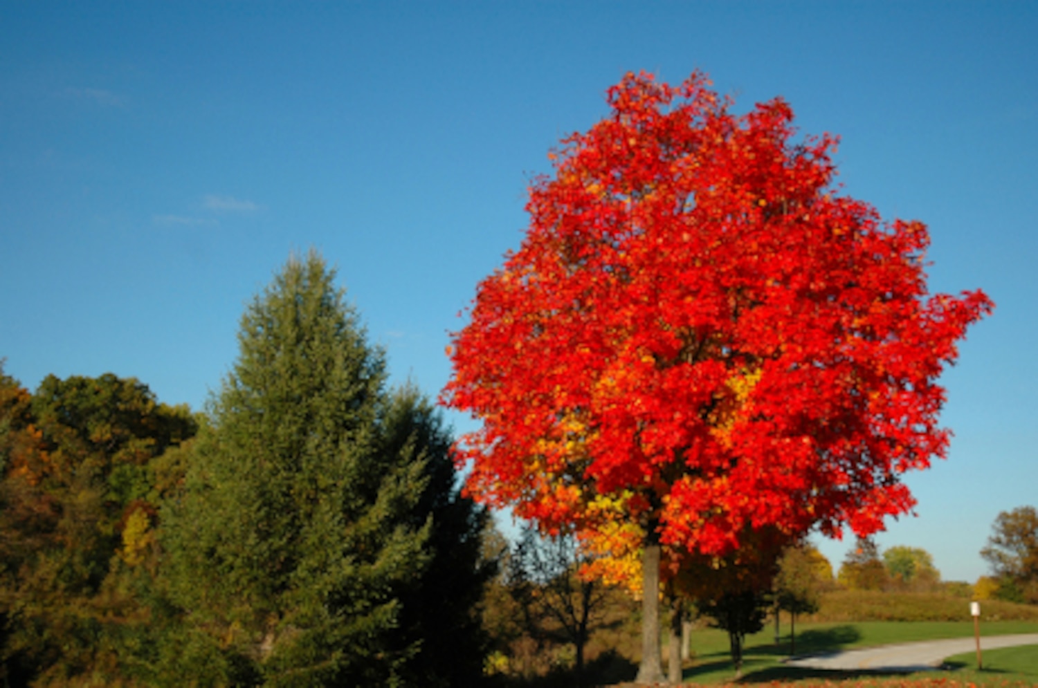 6 secrets of the Canada red maple tree | Canadian Living