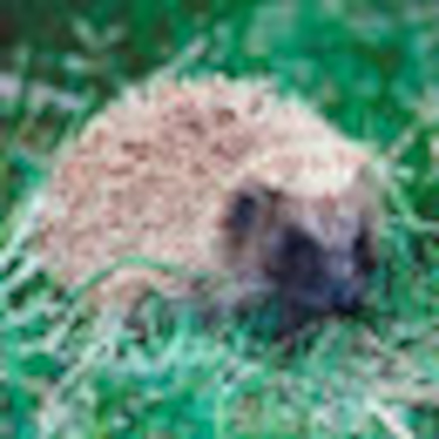 5 of the most unusual pets | Canadian Living