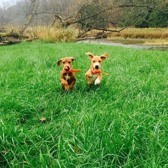 Meet 23 cute dogs from Canadian rescues and shelters | Canadian Living