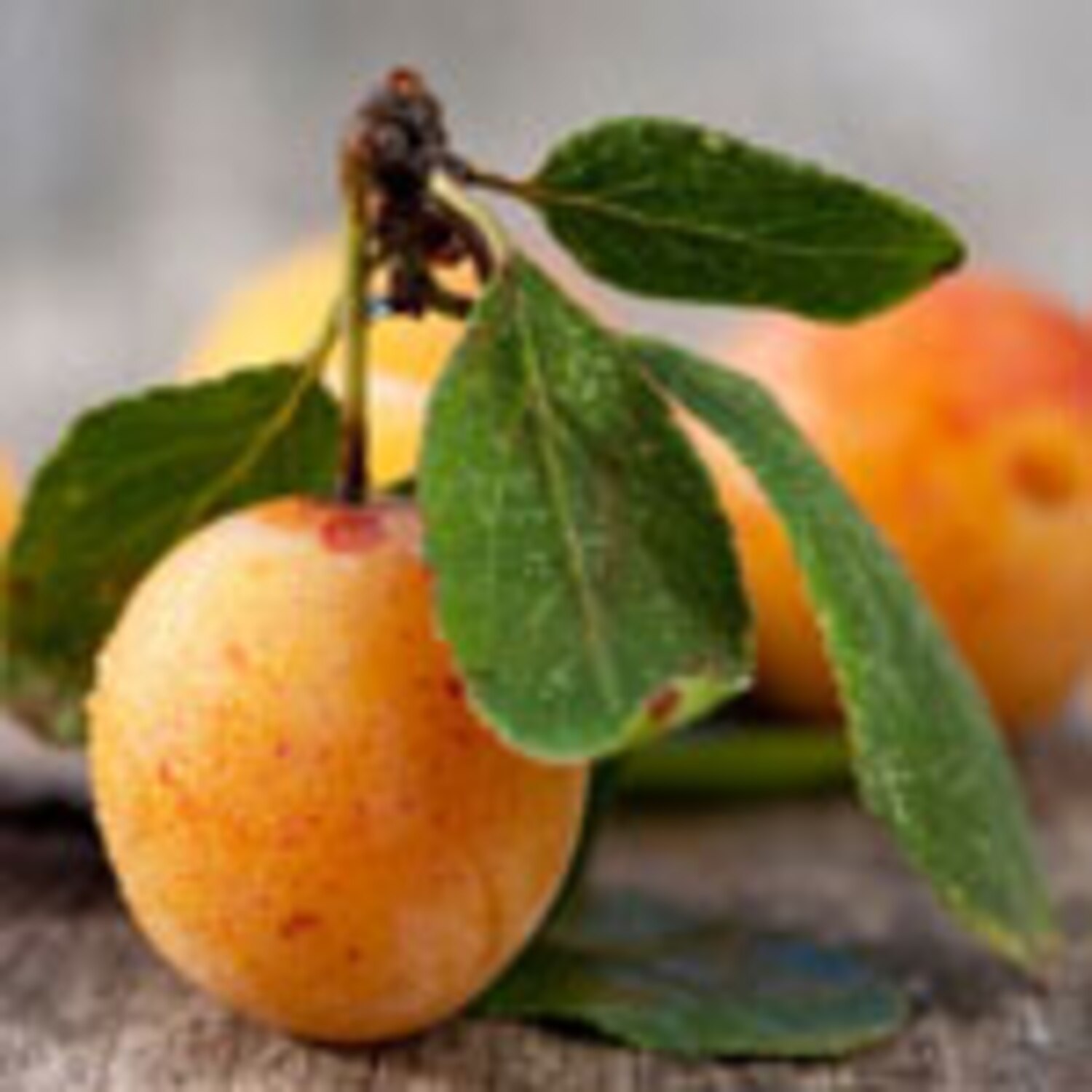 Top 5 health benefits of plums and 4 mouth-watering plum recipes ...