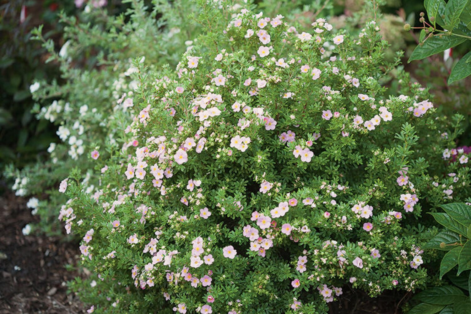 4 easy-to-care-for shrubs to plant midsummer | Canadian Living