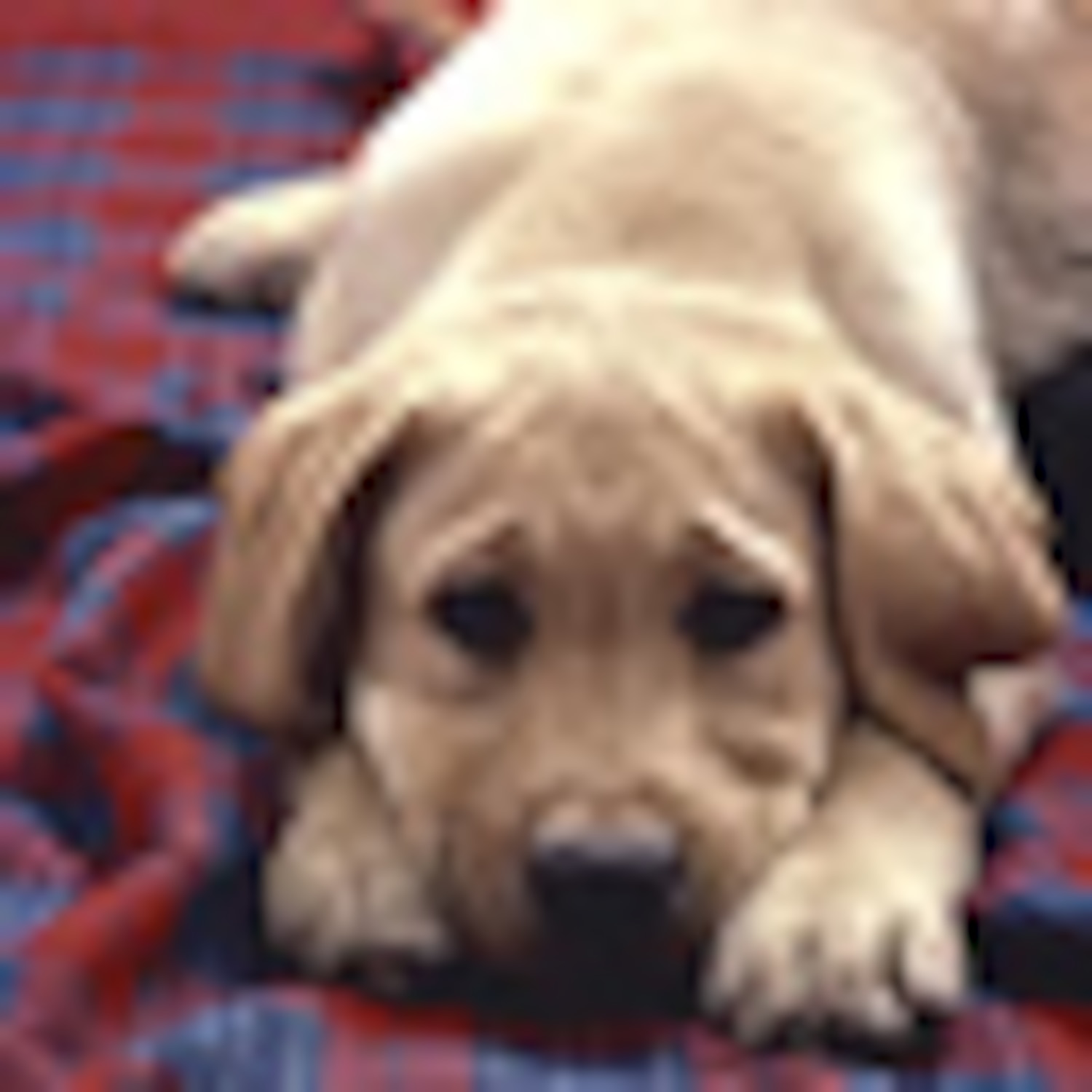 Canine CPR and Heimlich maneuver | Canadian Living