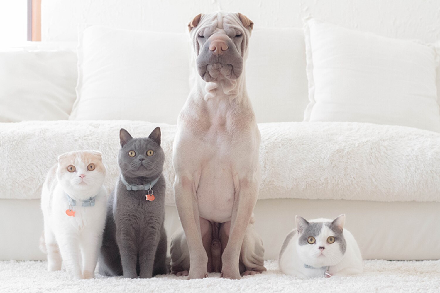 Pet manners: 4 ways to improve your pet's behaviour | Canadian Living
