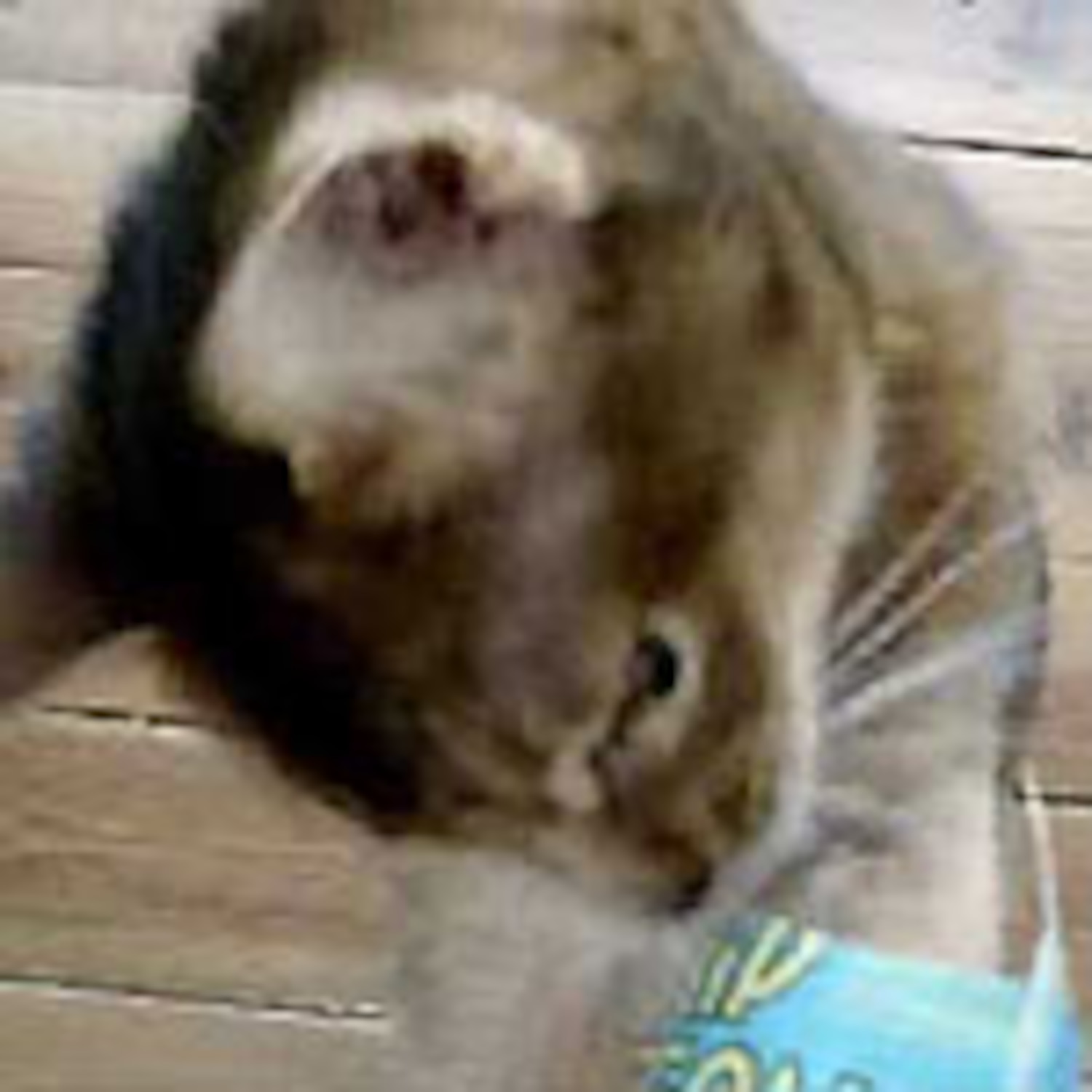 Canadian Living's Most Lovable Pet Video Winner: First Place Cat ...