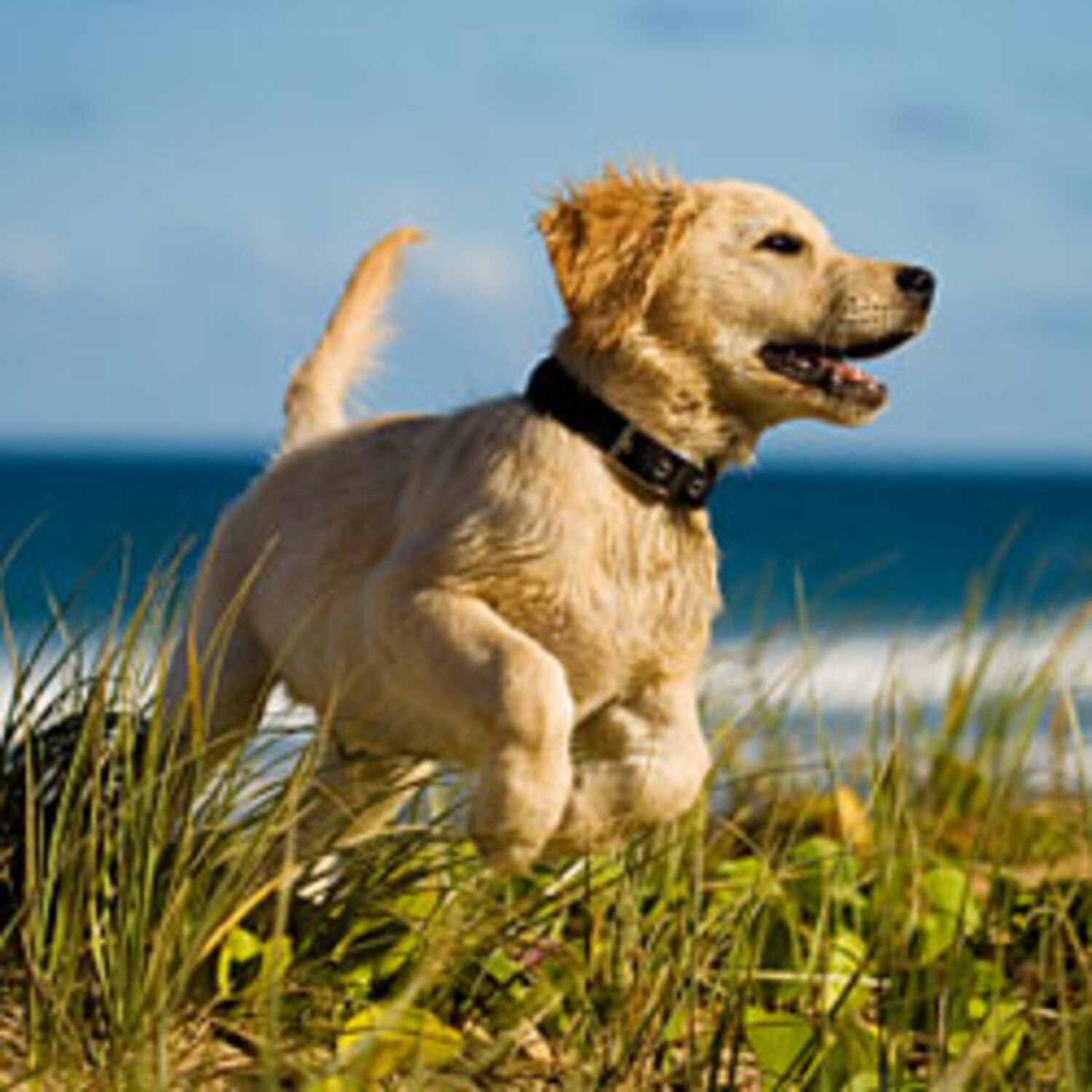 How to adopt a foreign dog or cat | Canadian Living