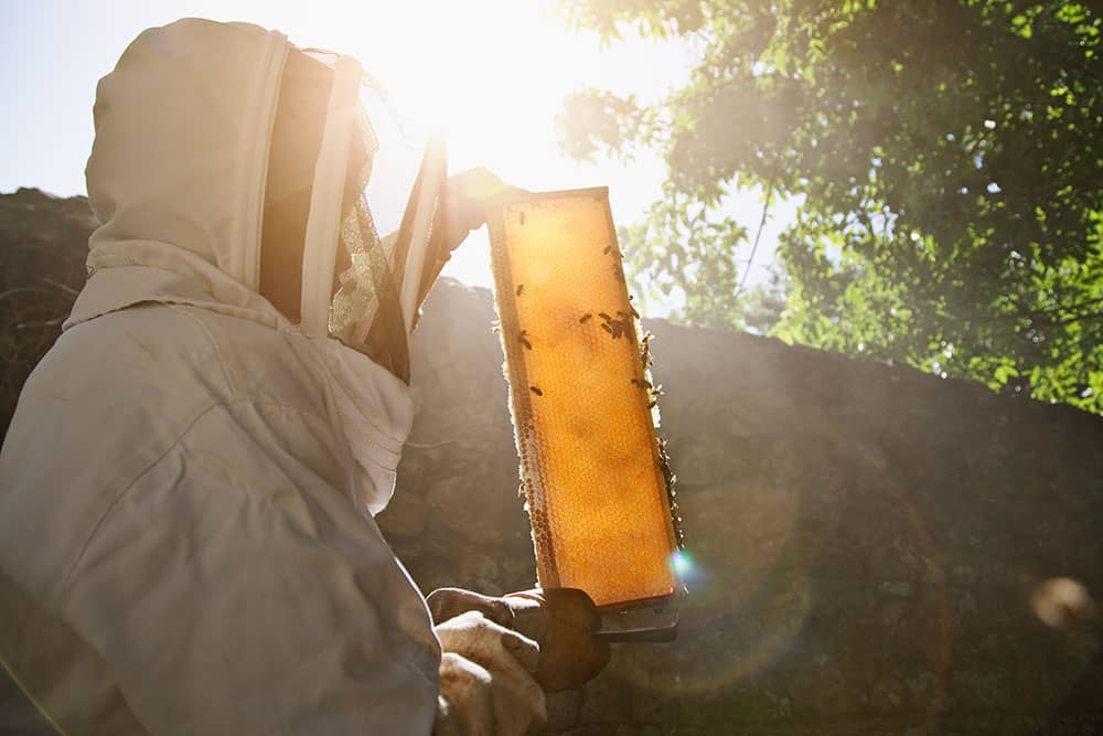 How to become a backyard beekeeper | Canadian Living