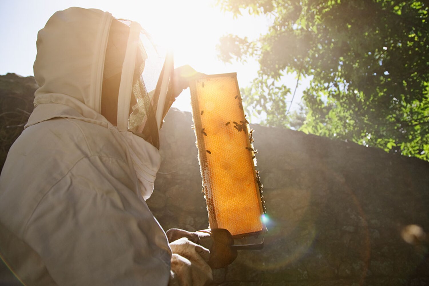 How to become a backyard beekeeper | Canadian Living