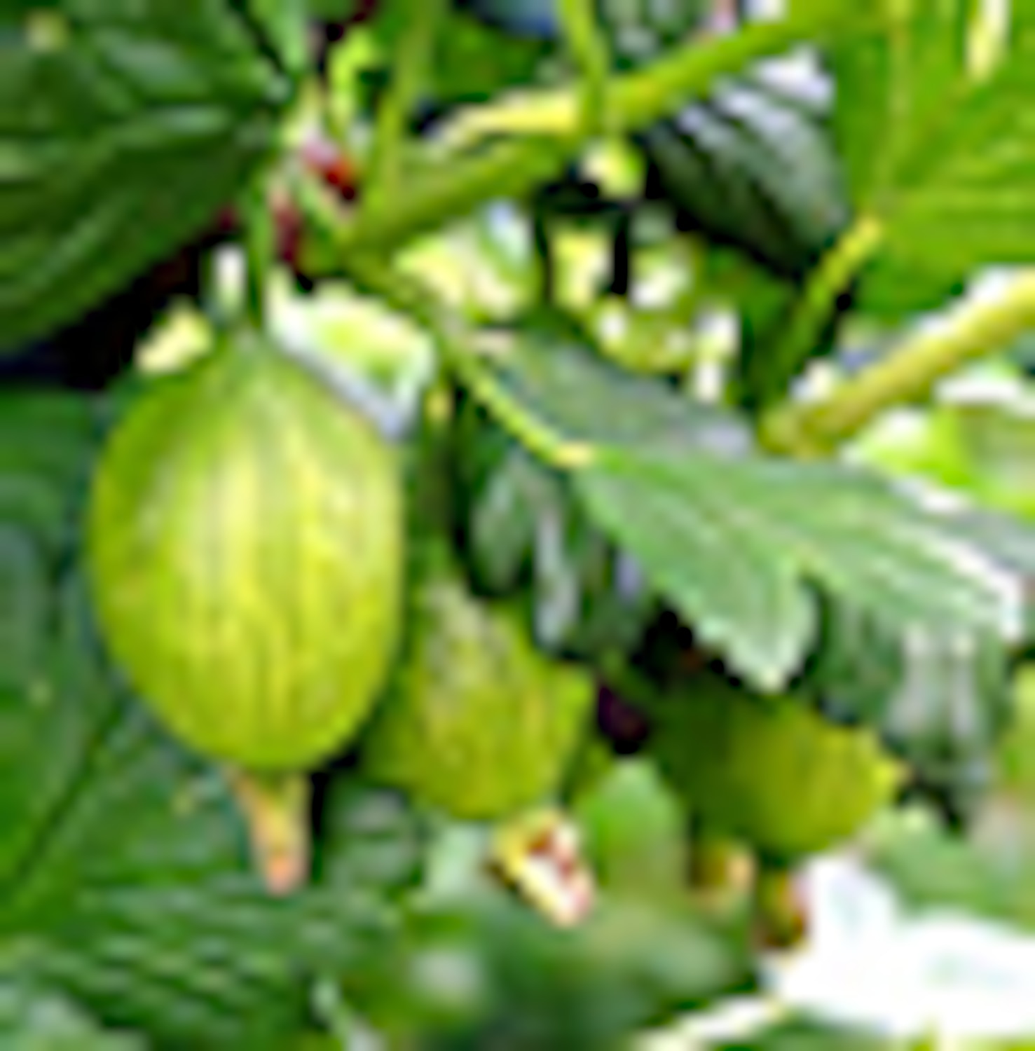 Yum! Gooseberry delights | Canadian Living