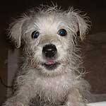 9 pet problems and how to fix them | Canadian Living