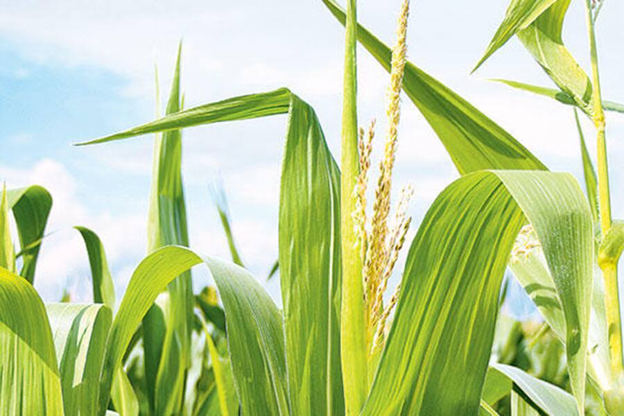 GMOs: What you need to know about genetically modified food | Canadian ...