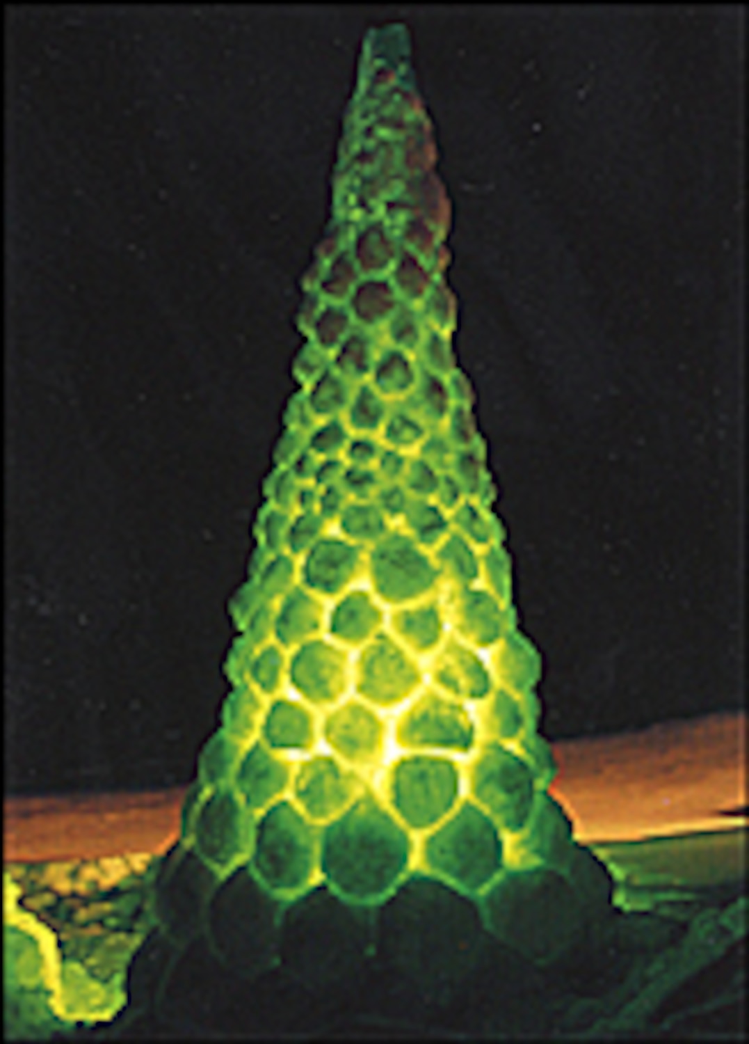 Fun family crafts: Glow tree | Canadian Living