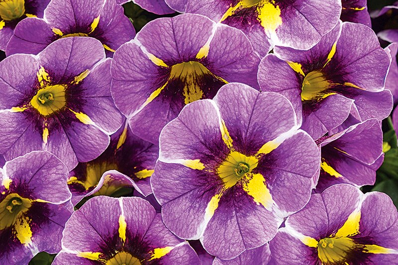 The Ultimate Guide to Gardening for Beginners | Canadian Living
