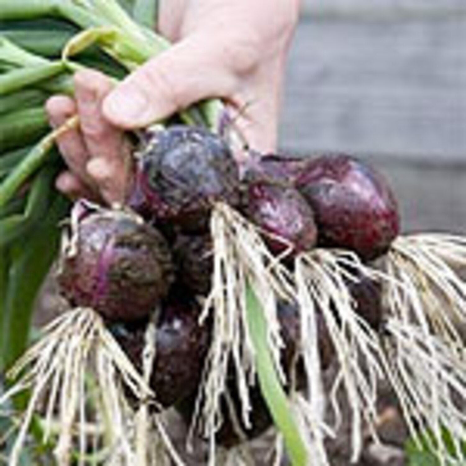 Savoury onion harvest | Canadian Living