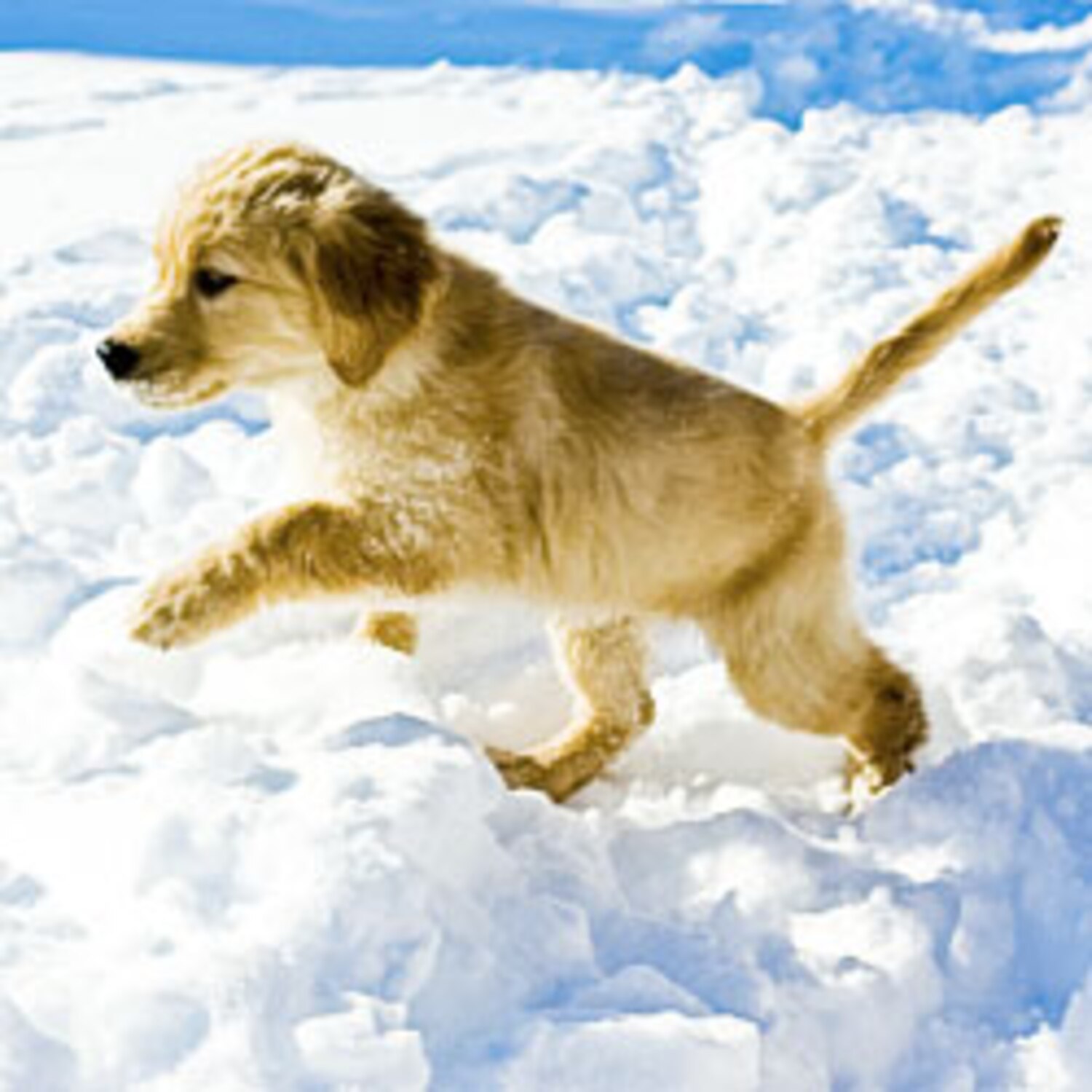 Keeping your pets warm in the winter | Canadian Living Keeping your pets warm in the winter | Canadian Living