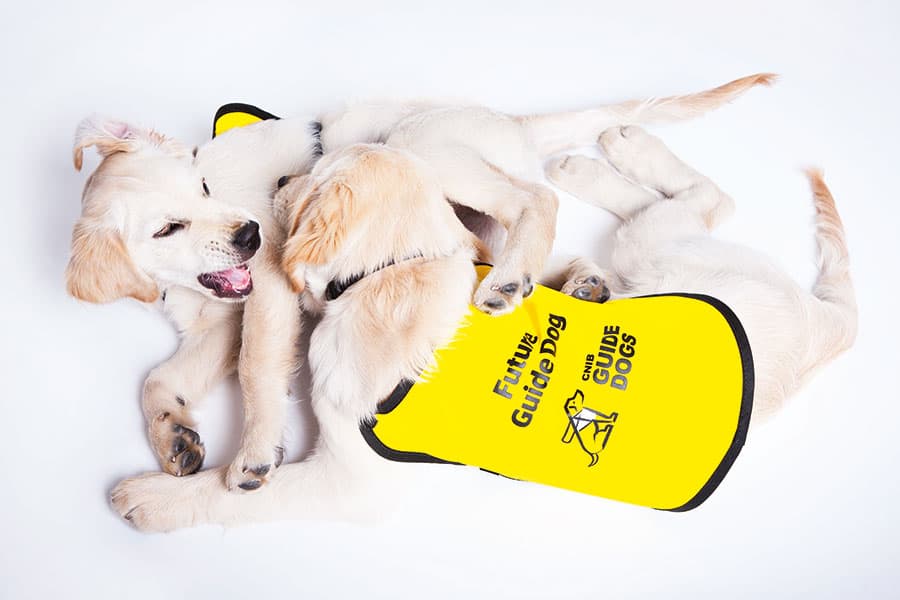 This guide dog program is changing the lives of visually-impaired ...