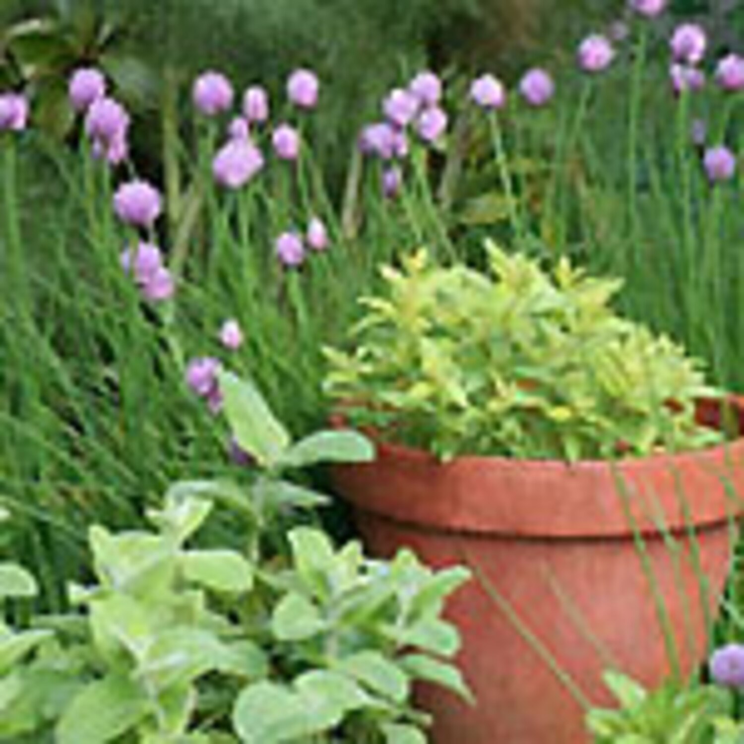 5 healthy herbs: It's easy to grow them | Canadian Living