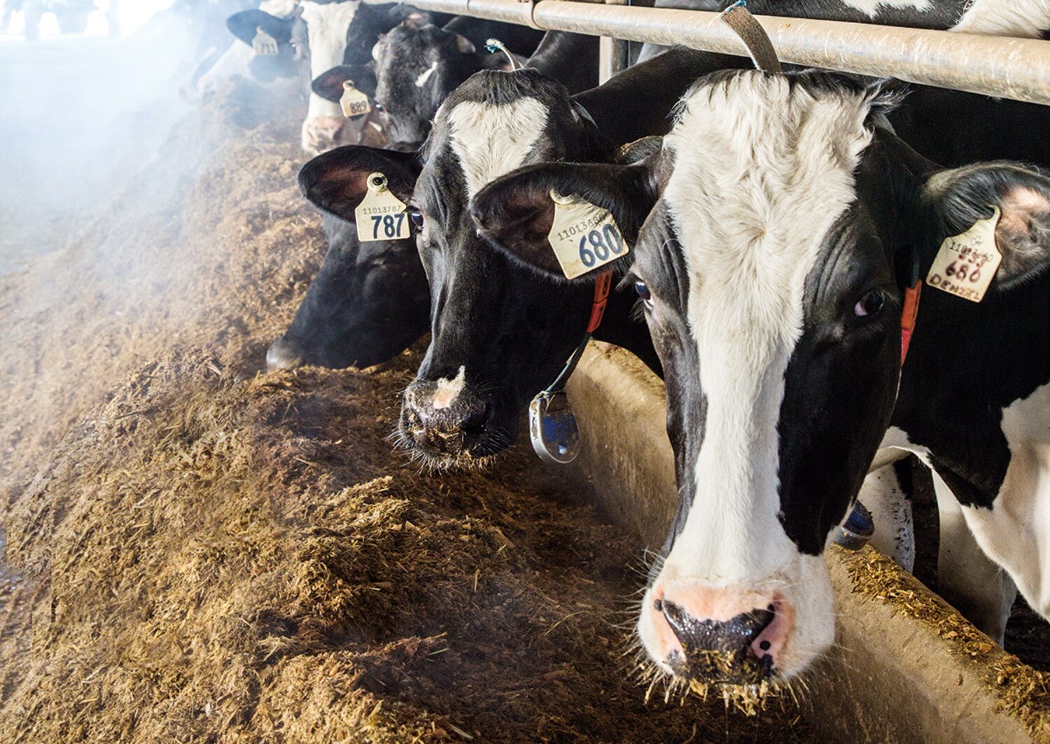 Canadian dairy farming goes high-tech | Canadian Living
