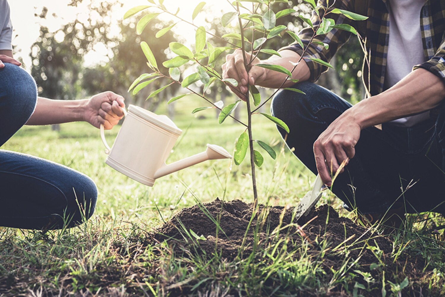 How to plant a tree: Tree-planting tips for the home gardener ...