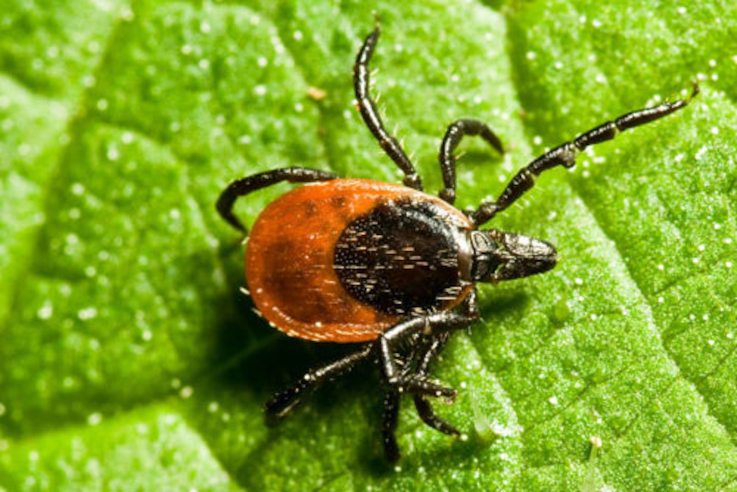 What you need to know about Lyme disease | Canadian Living