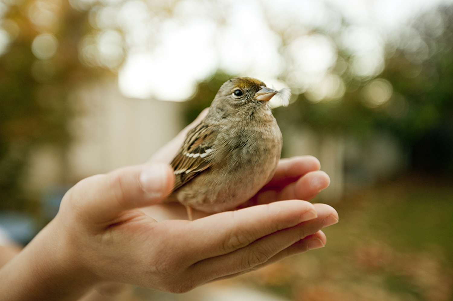 Wildlife rescue: Should you help that animal in distress? | Canadian Living